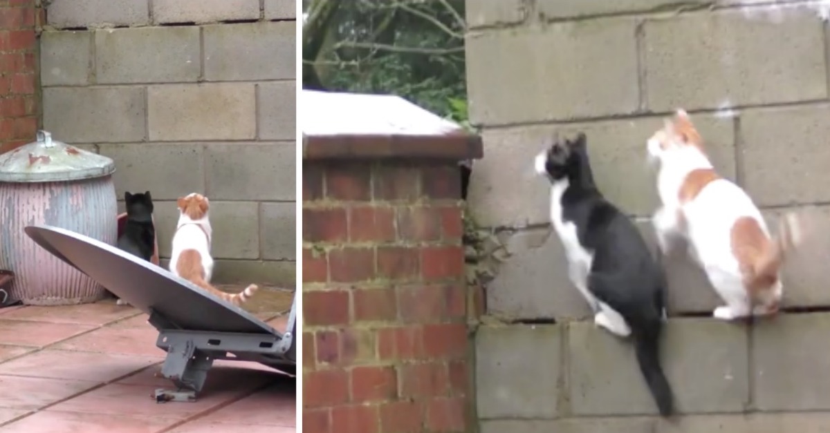 Camera Catches Bizarre Moment Two Cats Leap Up A Wall With Identically ...
