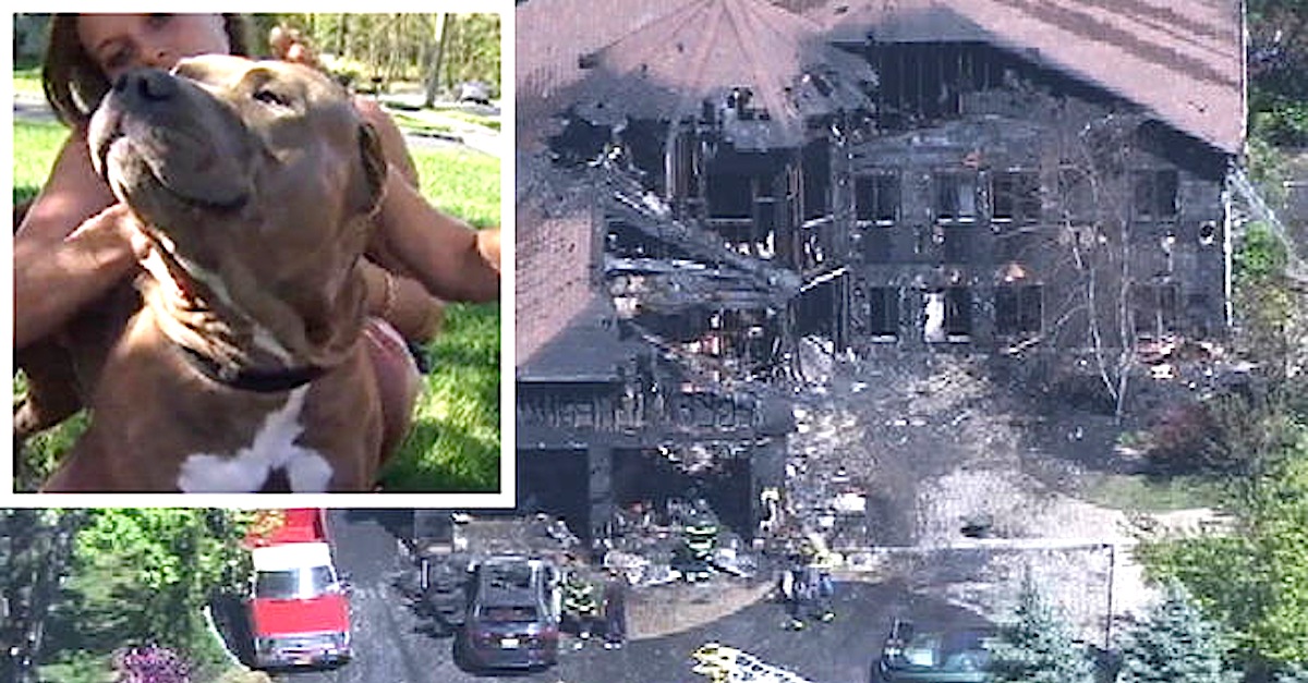 Her House Goes Up In Flames, Now Watch What The Family Pit Bull Does ...