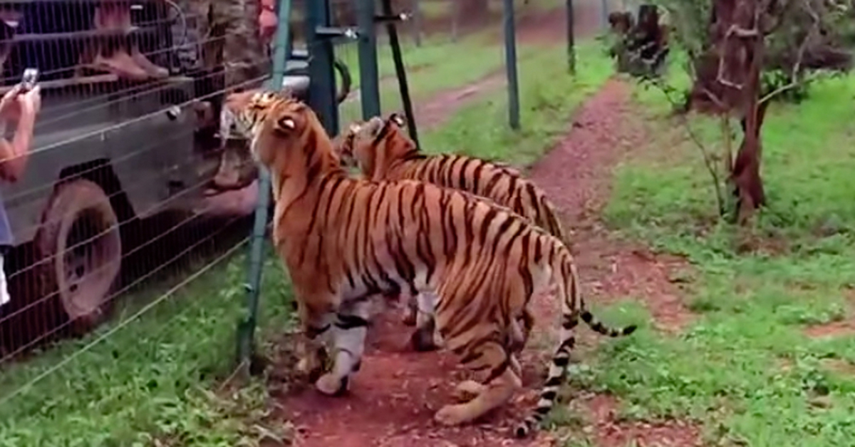 In Just 20 Seconds, You'll Be In Awe Of All Tigers For Their One ...