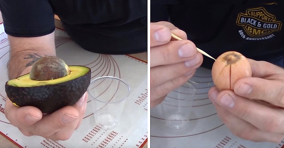 He Skins An Avocado Seed. Watch What Happens Once He Sticks It With ...
