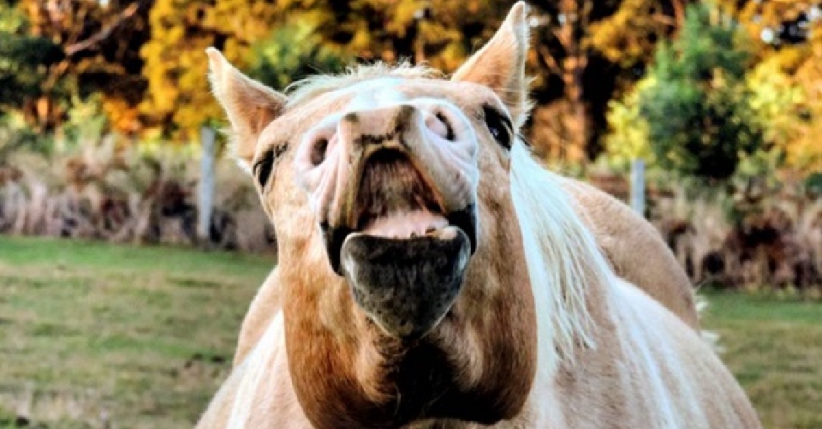 Have You Ever Wondered Why Horses Do THIS? The Answer Might Surprise ...