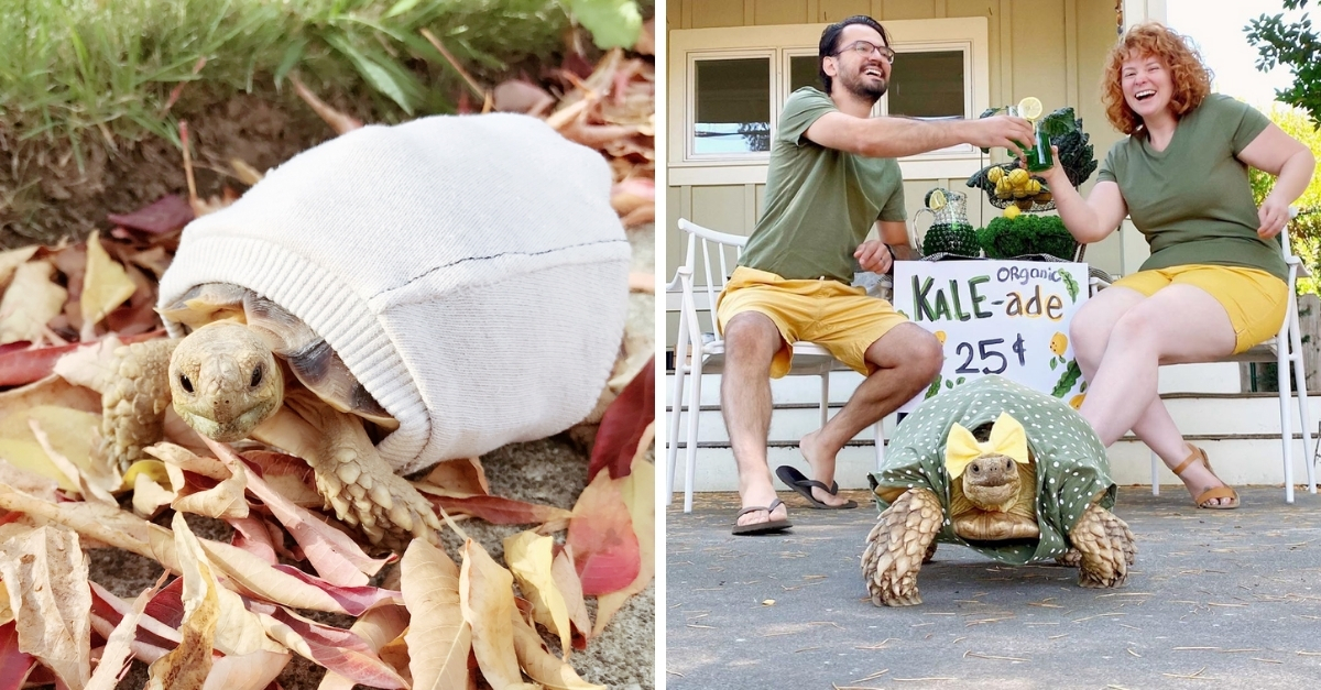 Couple Creates Awesome Custom Outfits For Their Pet Tortoise, Ethel ...
