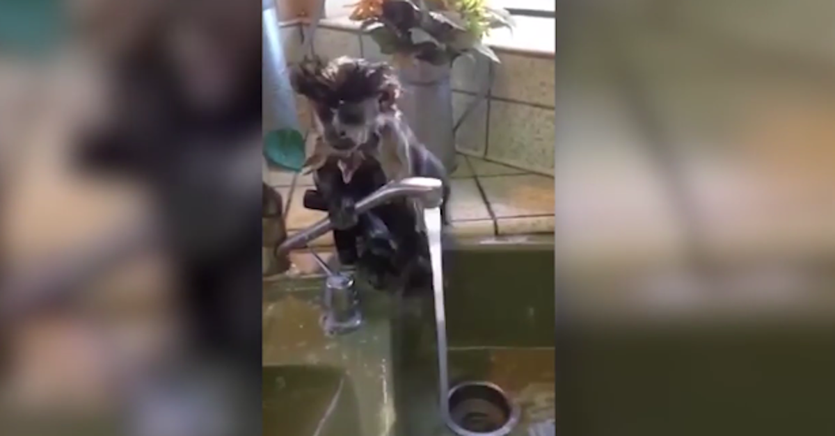 Adorable Monkey Showering In The Sink Like A Human! | LittleThings.com