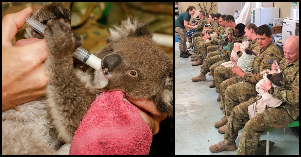 Army Soldiers In Australia Are Using Days Off To Cuddle Injured Koalas ...