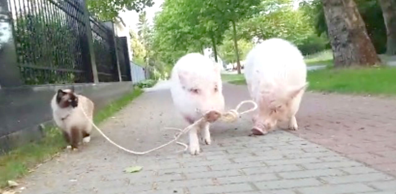 Fluffy Cat Strolls Down The Sidewalk. Then You See Who’s Holding The ...