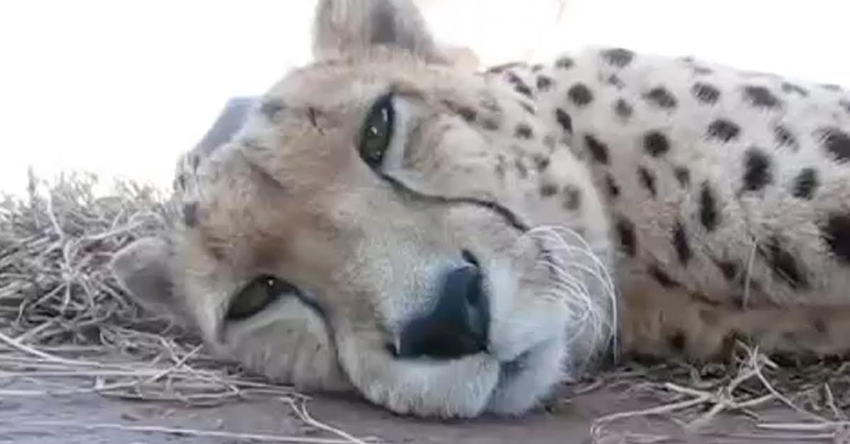 Sleepy Cheetah Stares Into The Camera, Now Listen Close When He Does ...