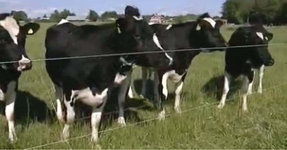 Cows Line Up At Their Fence When The Farmer Takes THIS Out Of Their ...