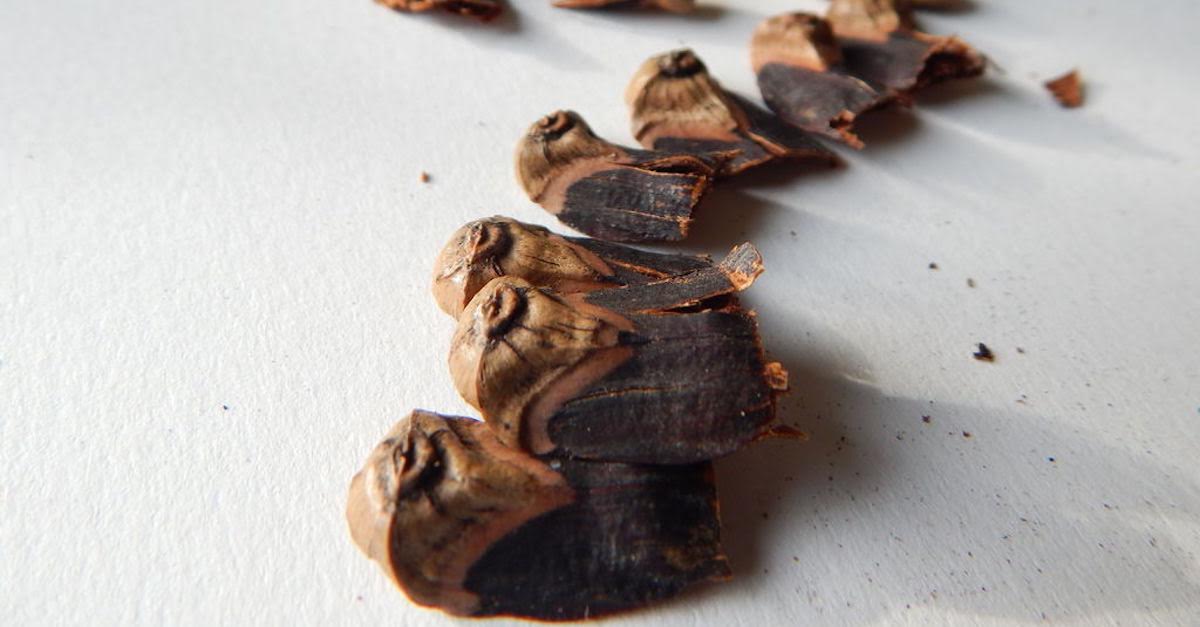 She Breaks Apart A Normal Pine Cone. What It Becomes? GENIUS ...