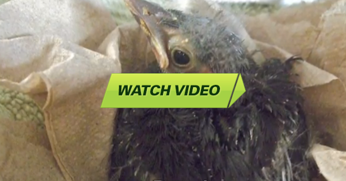 She Found A Baby Bird That Was On The Brink Of Death - What Happened ...
