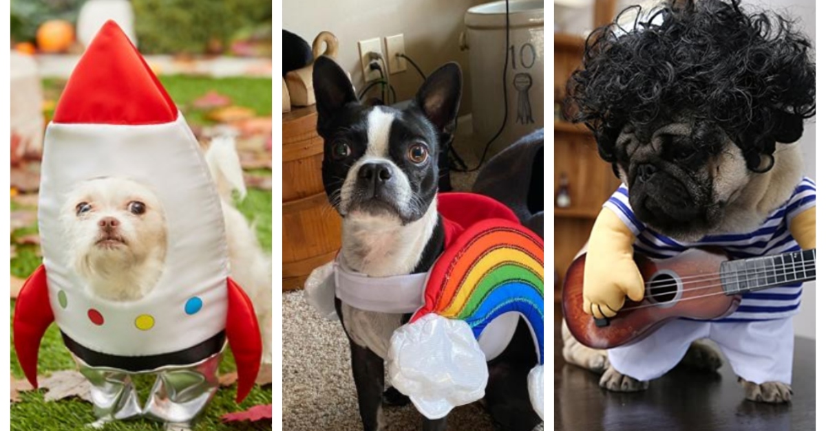 10 Of The Best Pet Costumes For Halloween 2020 | LittleThings.com