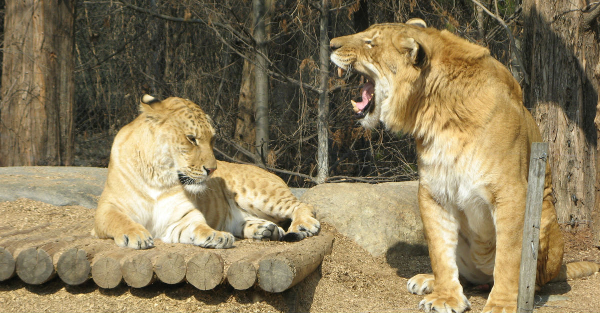 12 Exotic Hybrid Animals That Are Hard To Believe Are Real ...