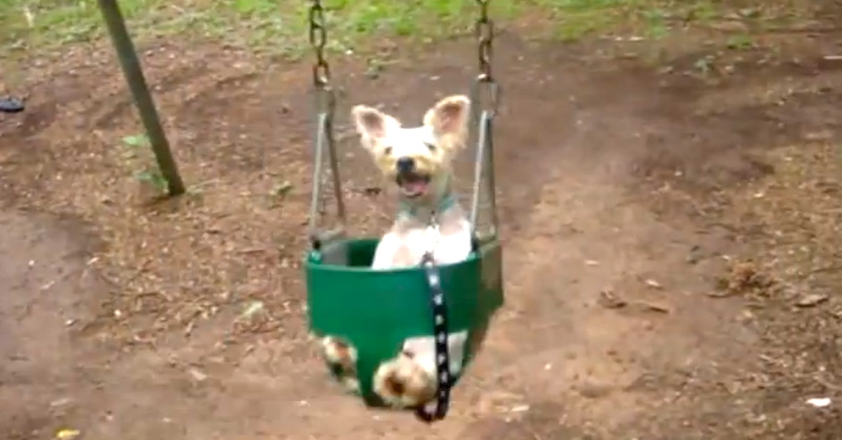 He's In Puppy HEAVEN! OMG, Every Dog Should Be This Happy ...