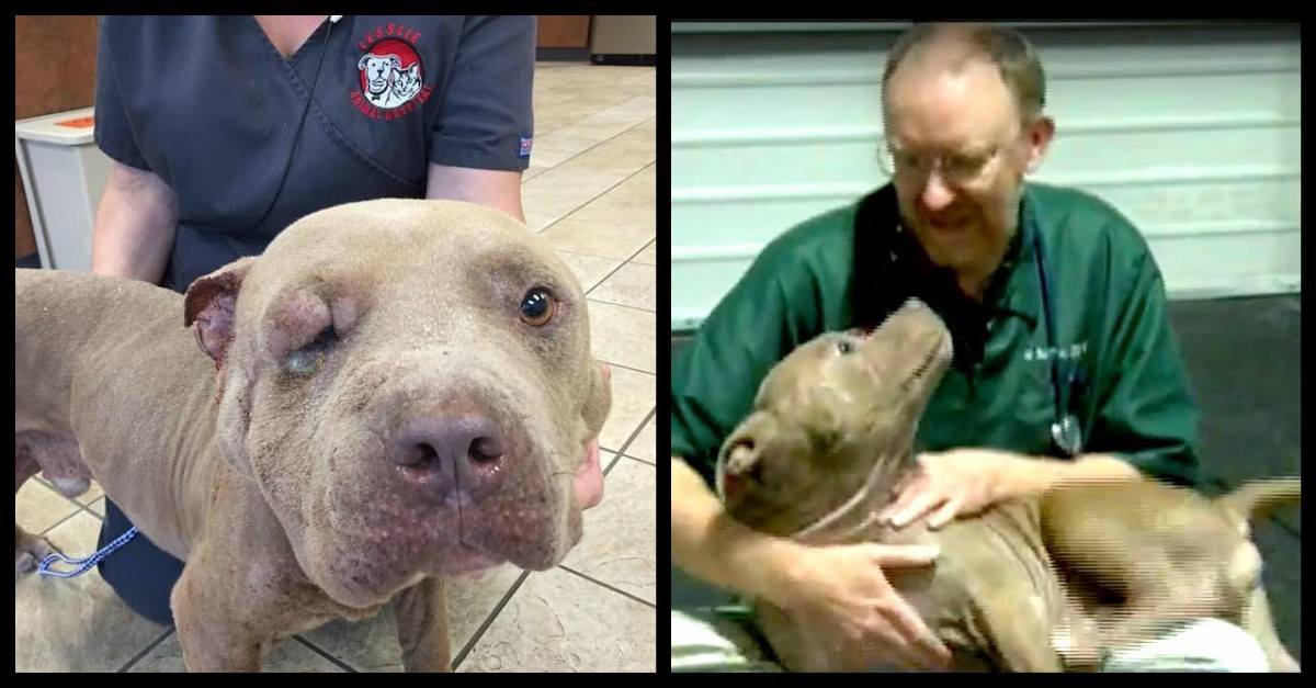 Emaciated Pit Bull Is Rescued By Doctor | LittleThings.com
