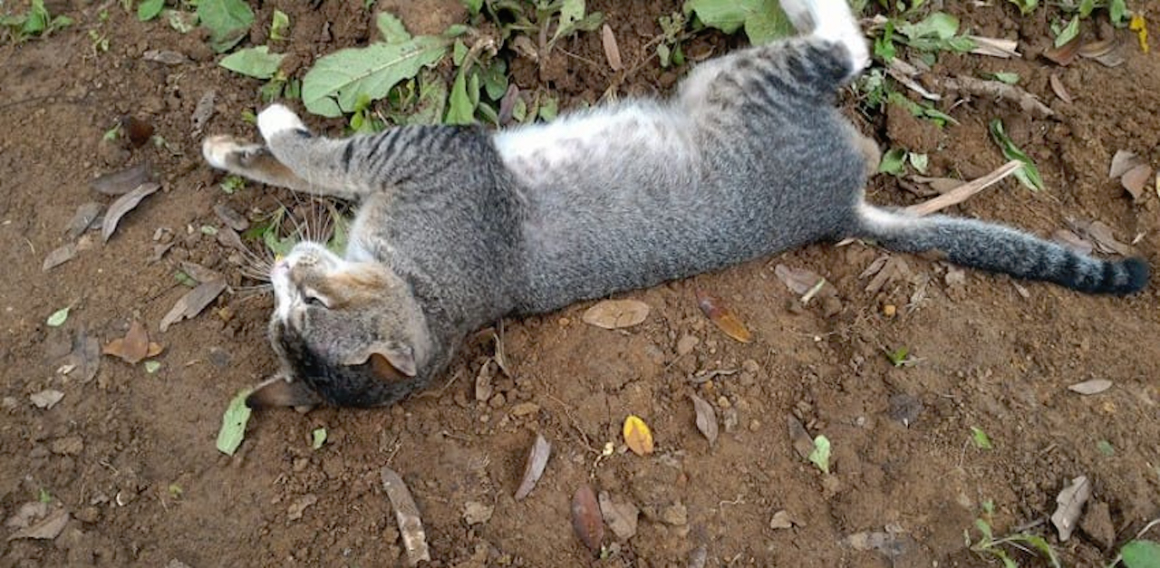 Heartbroken Cat Refuses To Leave Her Owner’s Grave For An Entire Year ...