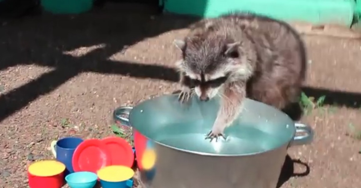 In 15 Seconds, This Sneaky Raccoons Will Have You Laughing Out Loud ...