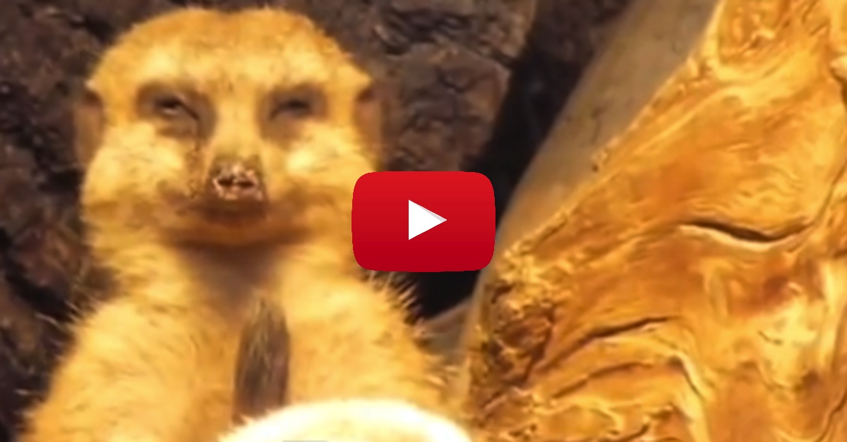 This Sleepy Meerkat Is HILARIOUS! I Can't Stop Laughing At What He Does ...