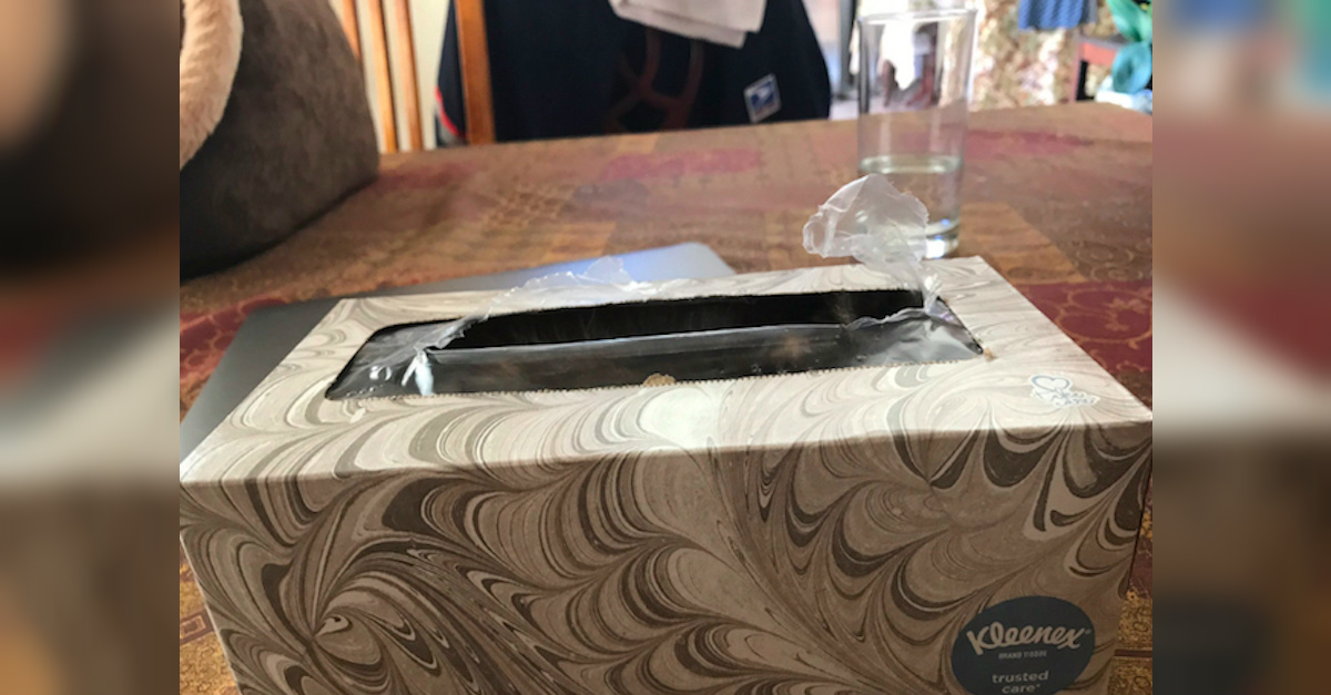 Missing Kitten Found Inside A Tissue Box | LittleThings.com