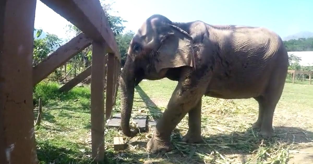 She's Never Seen Another Elephant Before. Now Watch When She Turns ...