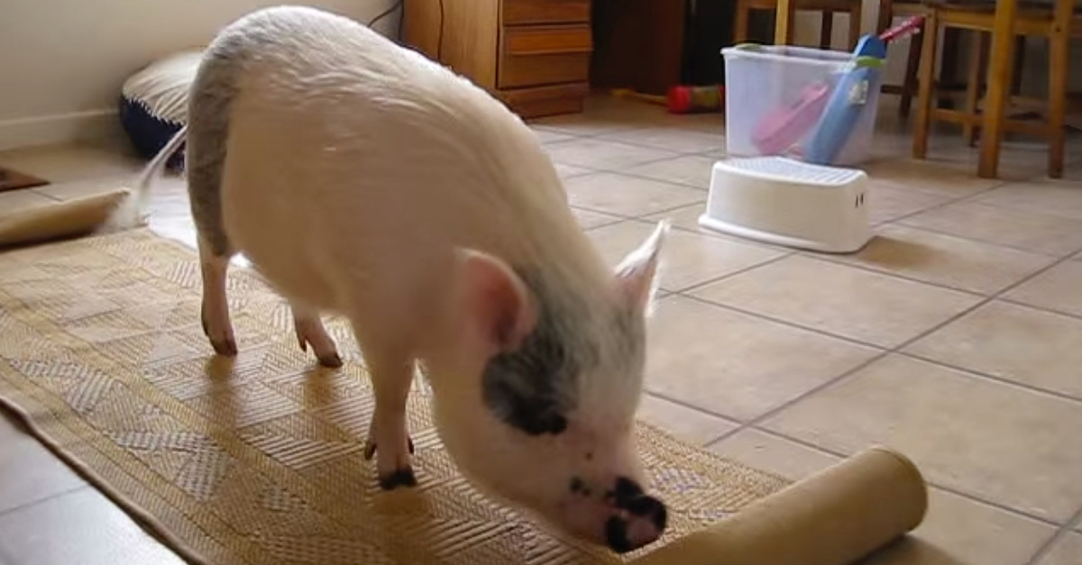 Watch What She Taught Her Pig To Do, It's So Adorable! | LittleThings.com