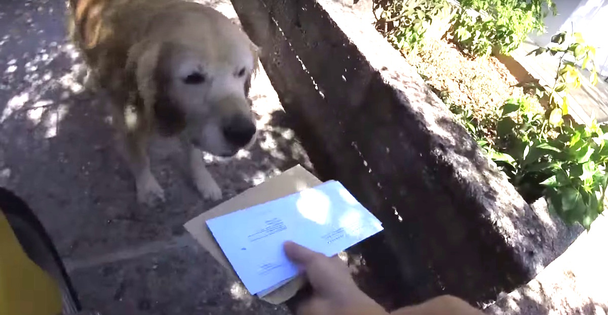 A 13-Year-Old Dog Approaches The Mailman. What He Does? SHOCKING ...