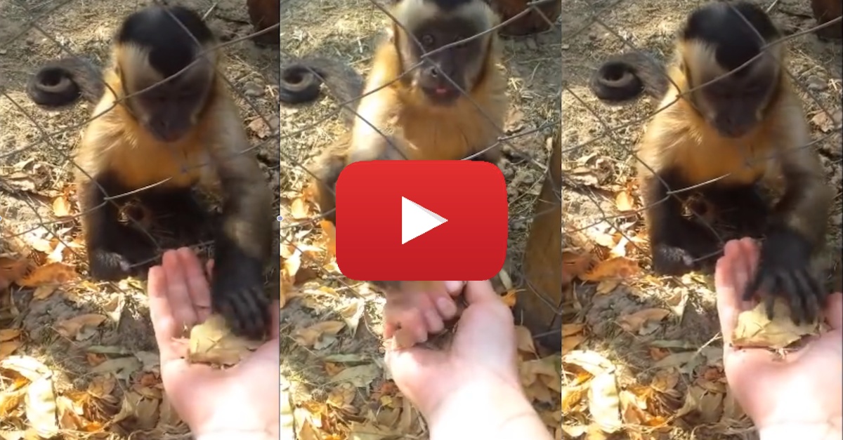 Rescued Monkey Teaches Woman A BRILLIANT Lesson! This Is Unbelievable ...