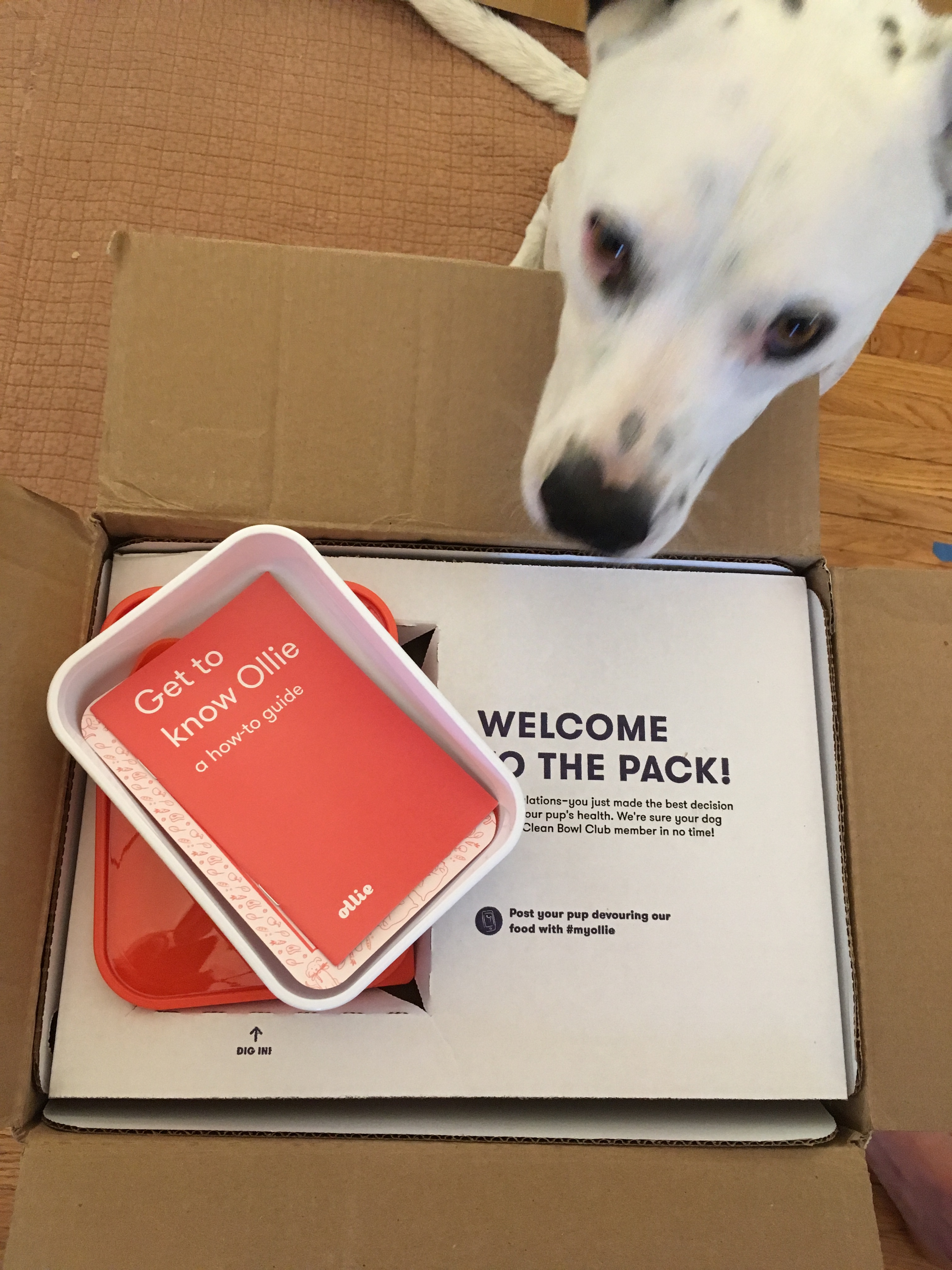 My Dog's Dog Food Is From Ollie Pets And He Absolutely Loves It ...