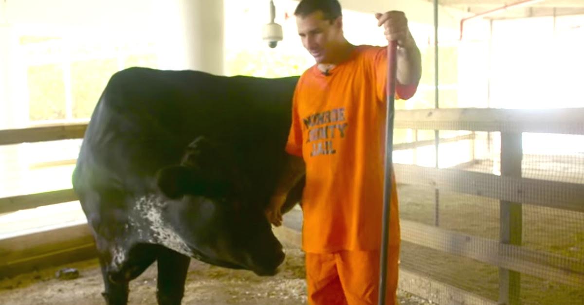 He Walks Up To A Rescued Cow In Prison... Now Watch What The Inmate ...