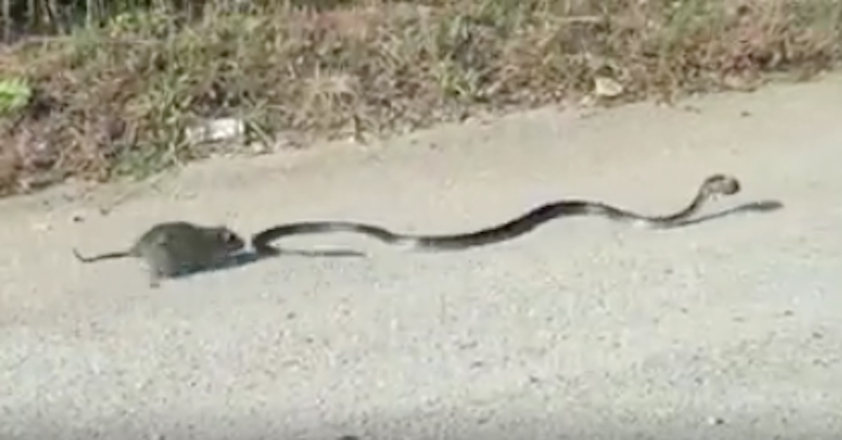 He Captures A Snake And Rat Fighting On Camera, But When You See THIS ...