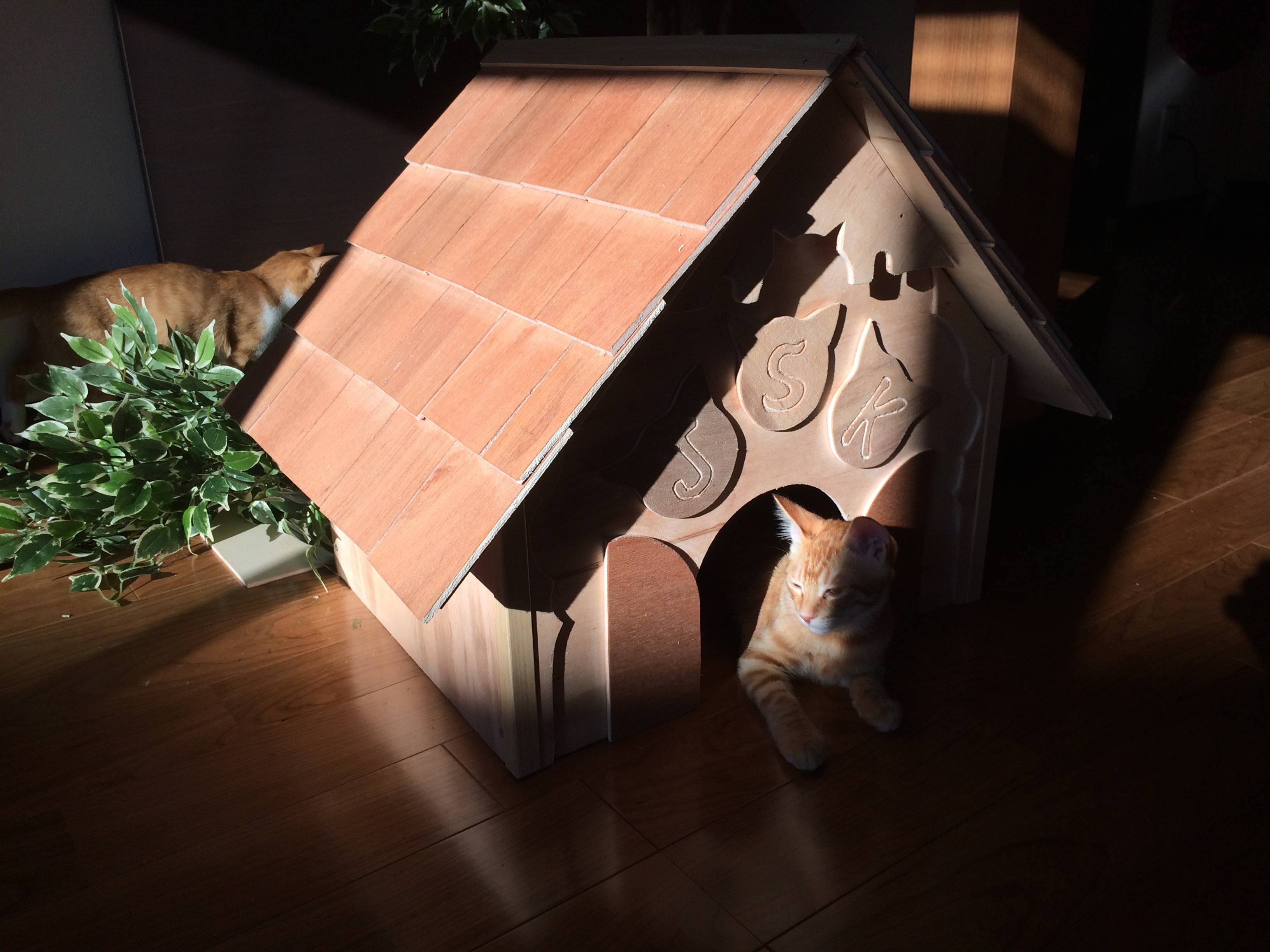 I Thought It Was A Normal Cat House — But When The Camera Zooms Out ...