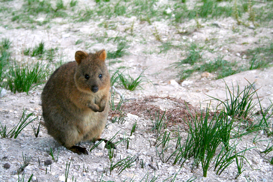10 Surprising Facts About Quokkas, World's Happiest Animal ...
