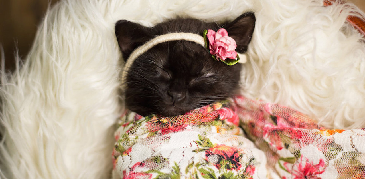 Newborn Kitten Photo Shoot Is Too Cute To Handle | LittleThings.com