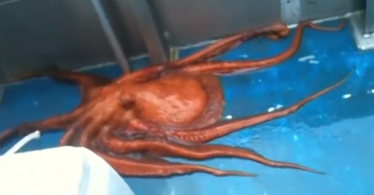 They Catch This Giant Creature, But What It Does Next Is Even CRAZIER ...