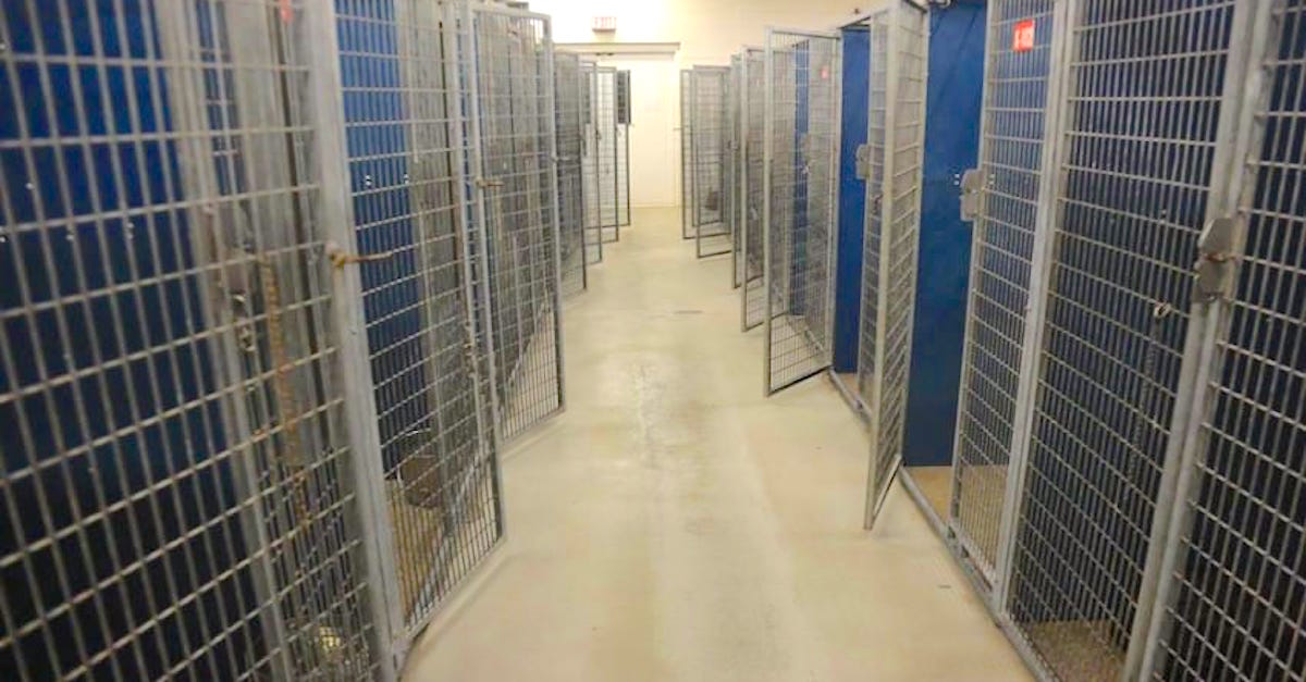 These Shelter Cages Sit Abandoned. But You Won't Believe Where All The ...