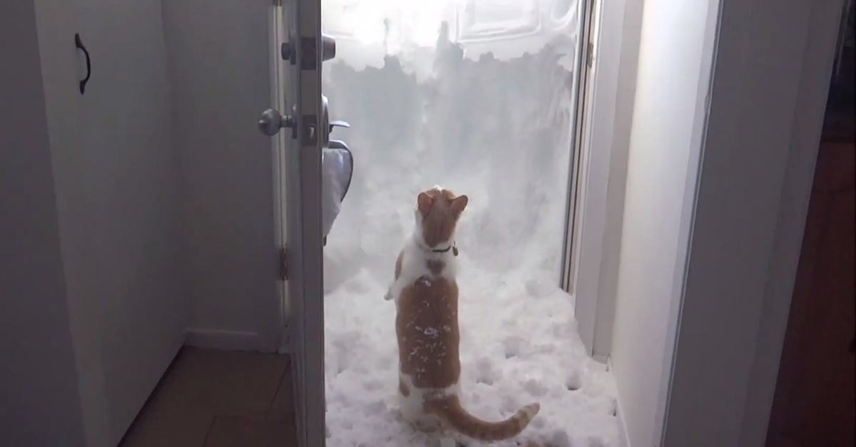 This Cat REALLY Wants To Go Outside But There's SO Much Snow. What He ...