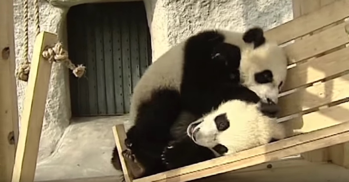 4 Panda Babies Love Playtime With Their Friends, But When They Get To ...