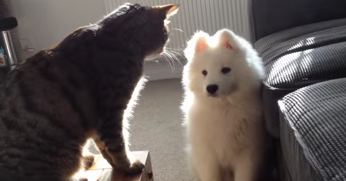 Their New Puppy Meets The Cat For The First Time... By 1:14, I Couldn't ...