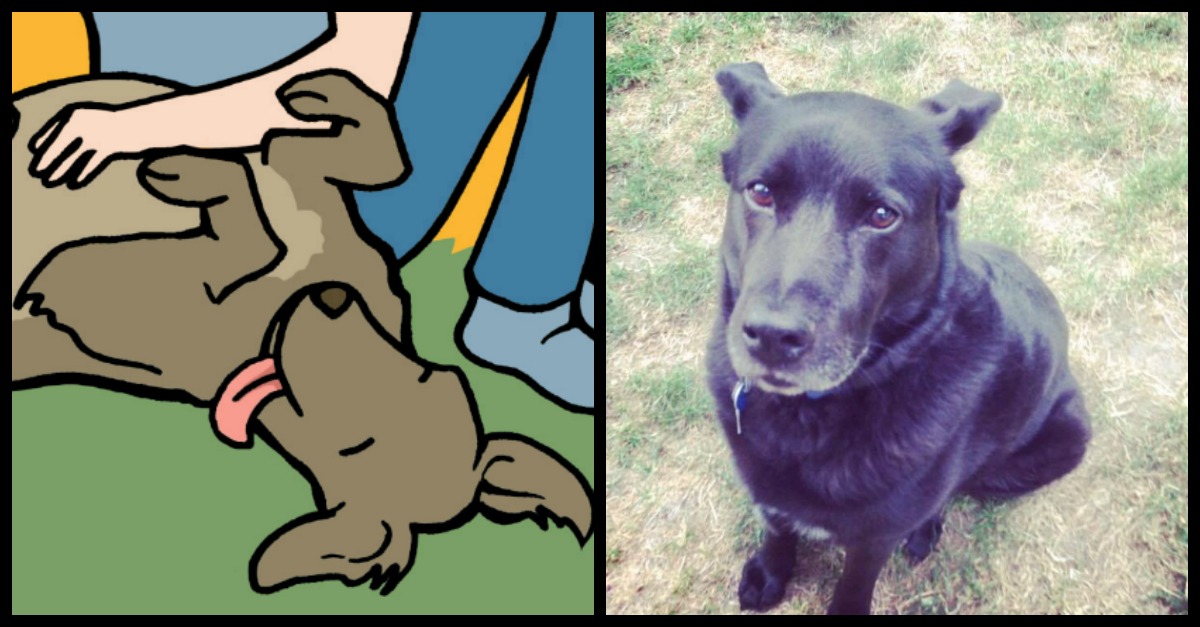 8 Reasons To Adopt A Mutt To Your Family | LittleThings.com