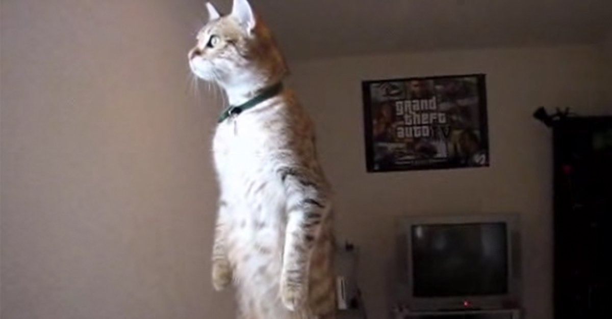 What Is This Cat Doing? Does She Think She's A Human? | LittleThings.com