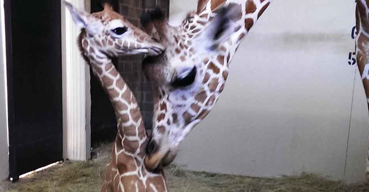 The TALLEST Baby Just Made His Debut! How ADORABLE! | LittleThings.com