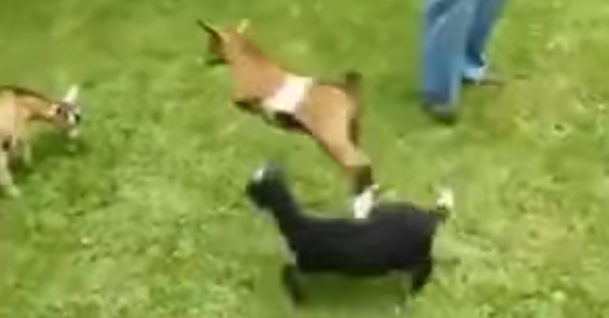 Tiny Goat Can’t Contain His Excitement As He Bounces Around A Field ...