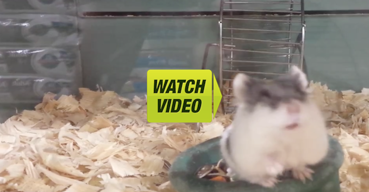 I Just Caught My Daughter's Hamster Doing The Strangest Thing! You've ...