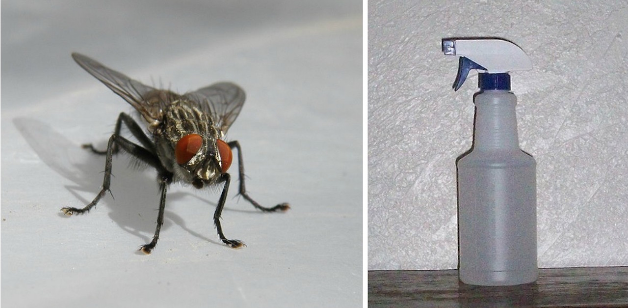 These Surprising Fly Repellents Will Make Life So Much Better ...
