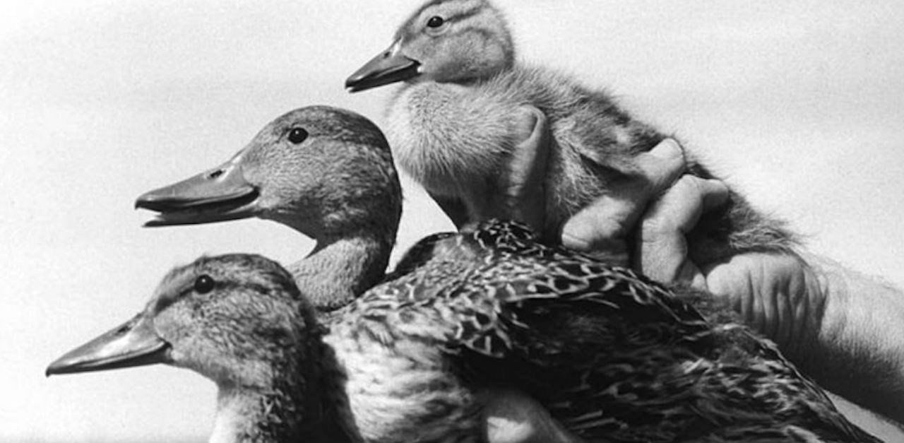 1950s Slang: 15 Words And Phrases That We Should Bring Back ...