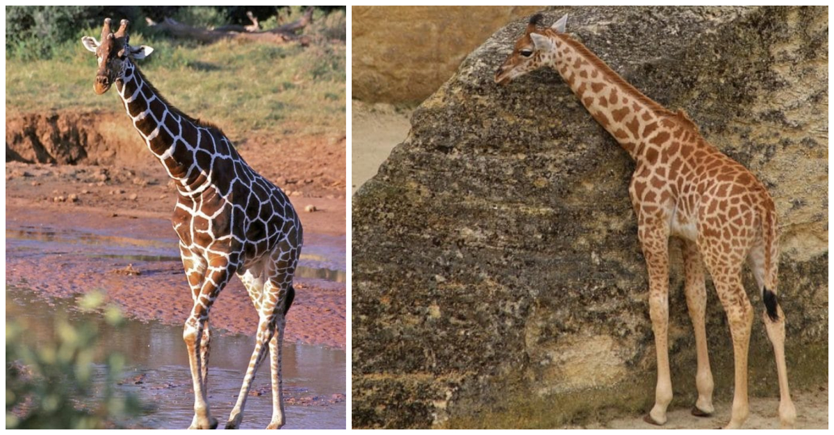 Giraffes Have Been Added To The Endangered Species List | LittleThings.com