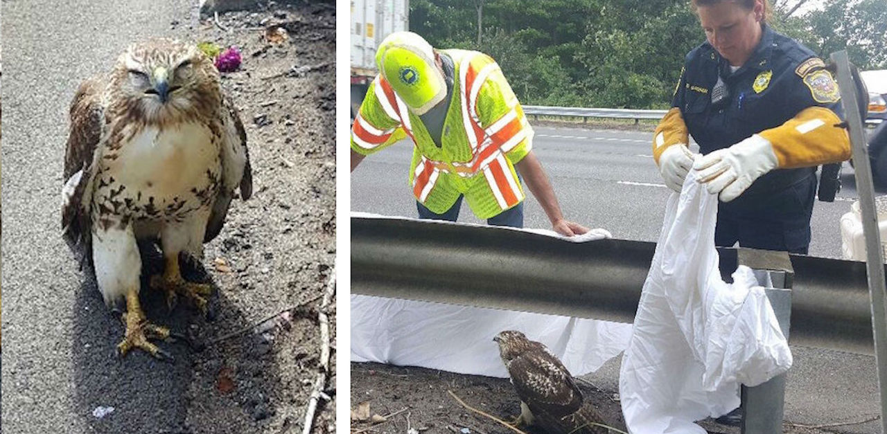 Lost Hawk Wanders Inches From Speeding Highway Traffic Before Swarm Of ...