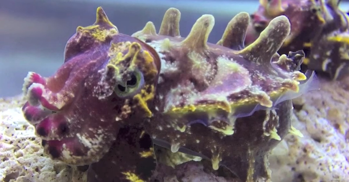 I Thought It Was A Weird Piece Of Cabbage — But When It Took A Step ...