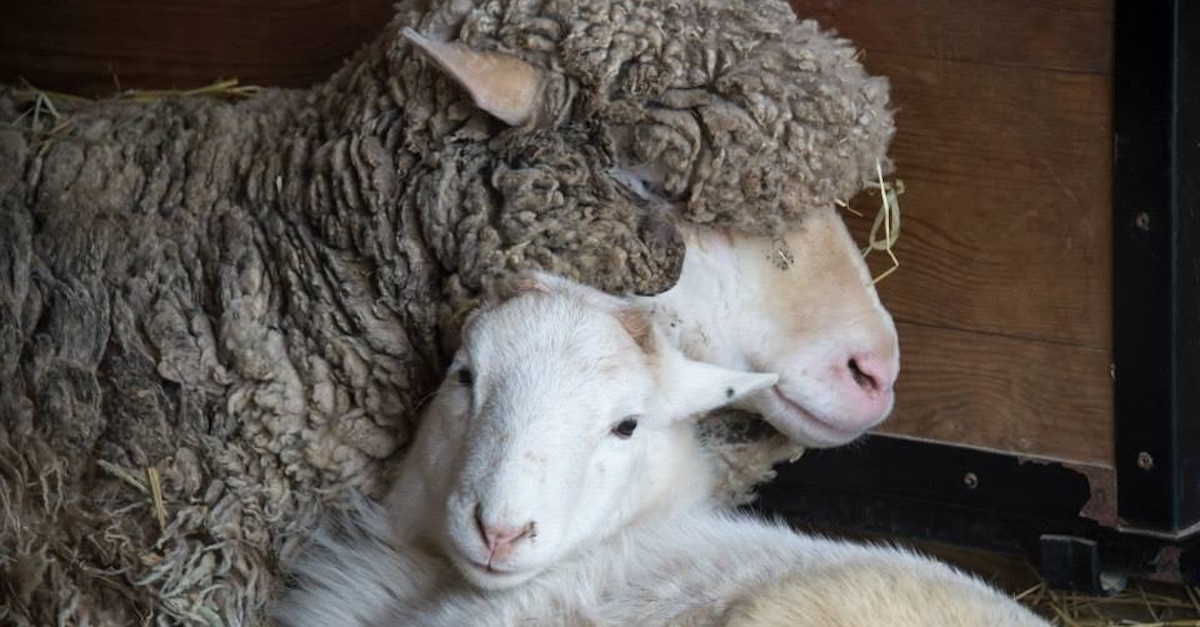 Abandoned 'Grandma' Sheep Finds Purpose By Caring For Other Farm ...