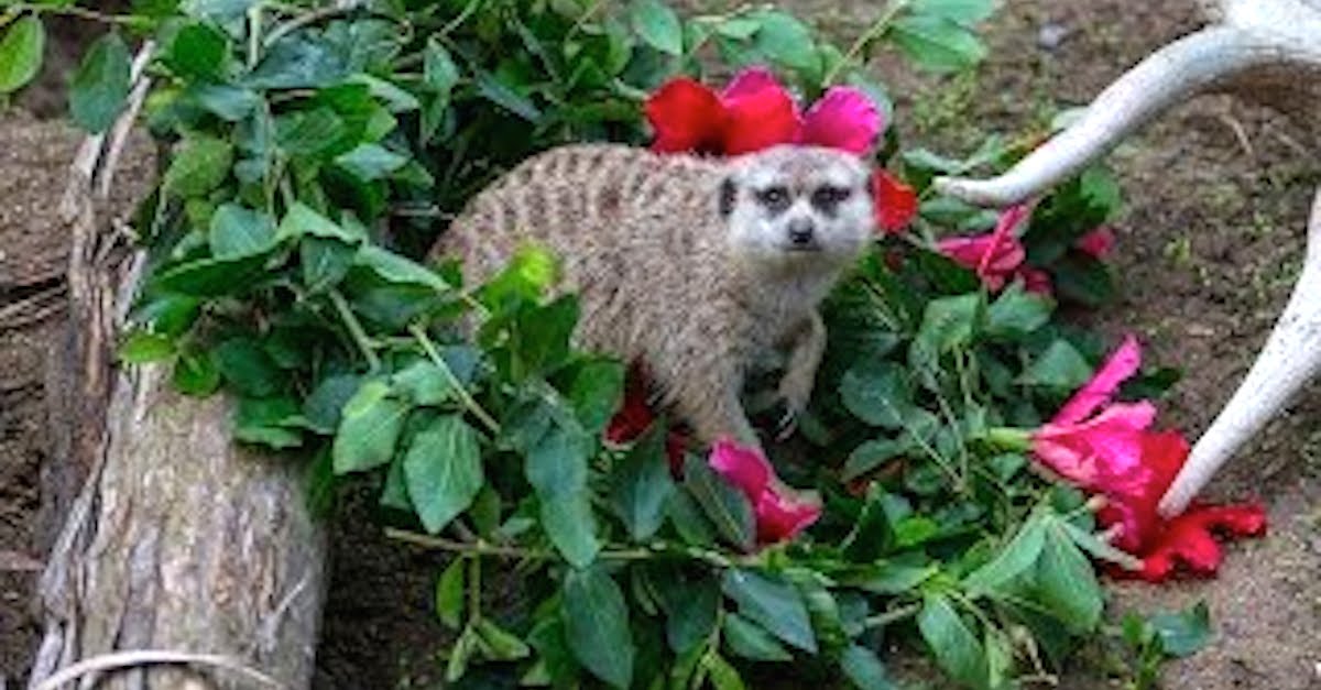 They Give This Meerkat A Christmas Wreath. What He Does With It ...