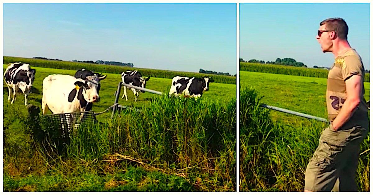 Young Man Burps Loudly At Cows To See How They Respond | LittleThings.com