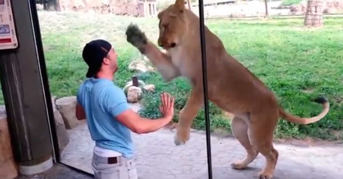 He Started Creating A Scene At The Zoo — What The Lions Did? OMG ...